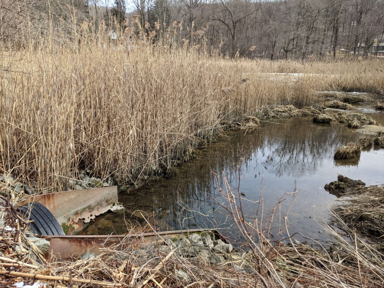 Marsh Conservation Planning for Stony Brook Harbor – Resilience Hub